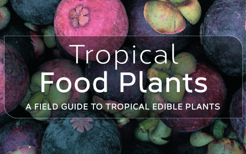 Tropical annual vegetable planting guide - Eartheartisan